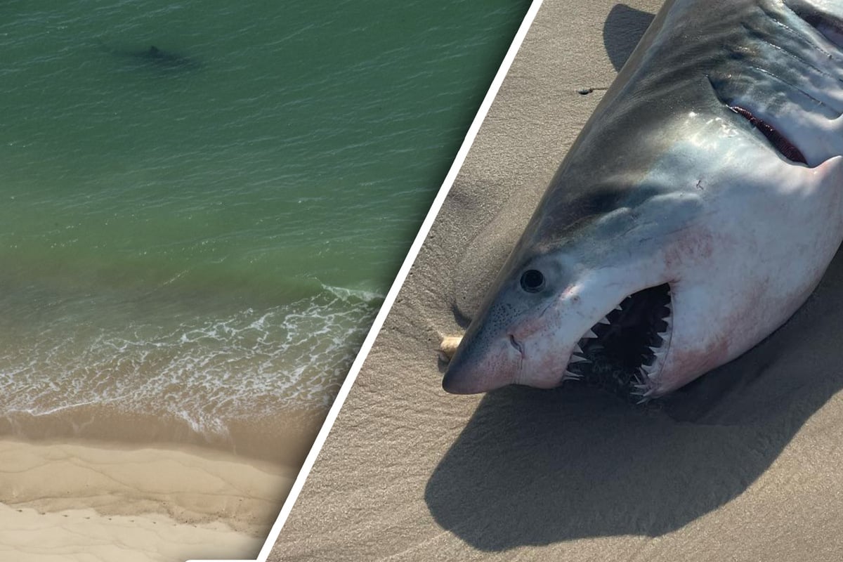 Hai-Alarm an beliebtem Badeort: Riesiges Tier gestrandet!