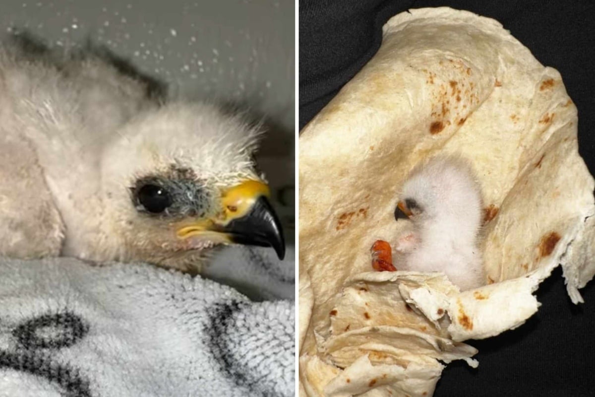 Baby animal was saved by rescuers using a flour tortilla!