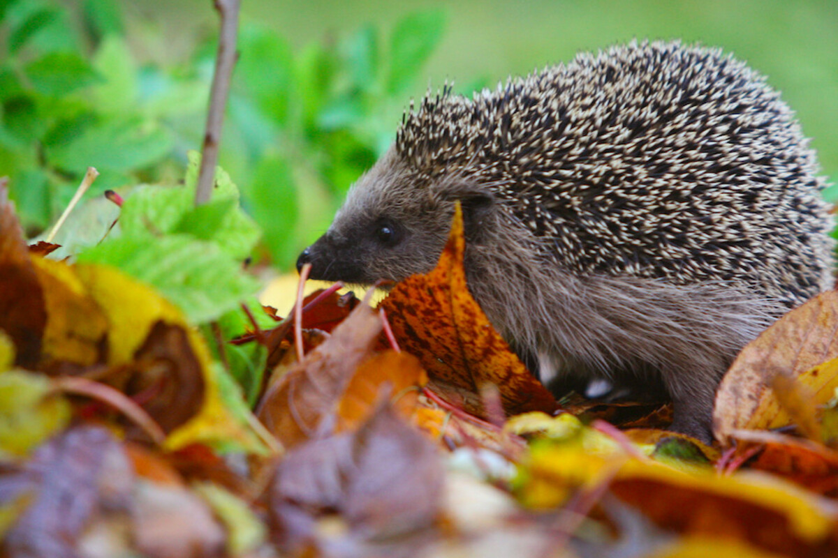Torkeln, röcheln, tagaktiv: So erkennst Du, ob ein Igel Hilfe braucht