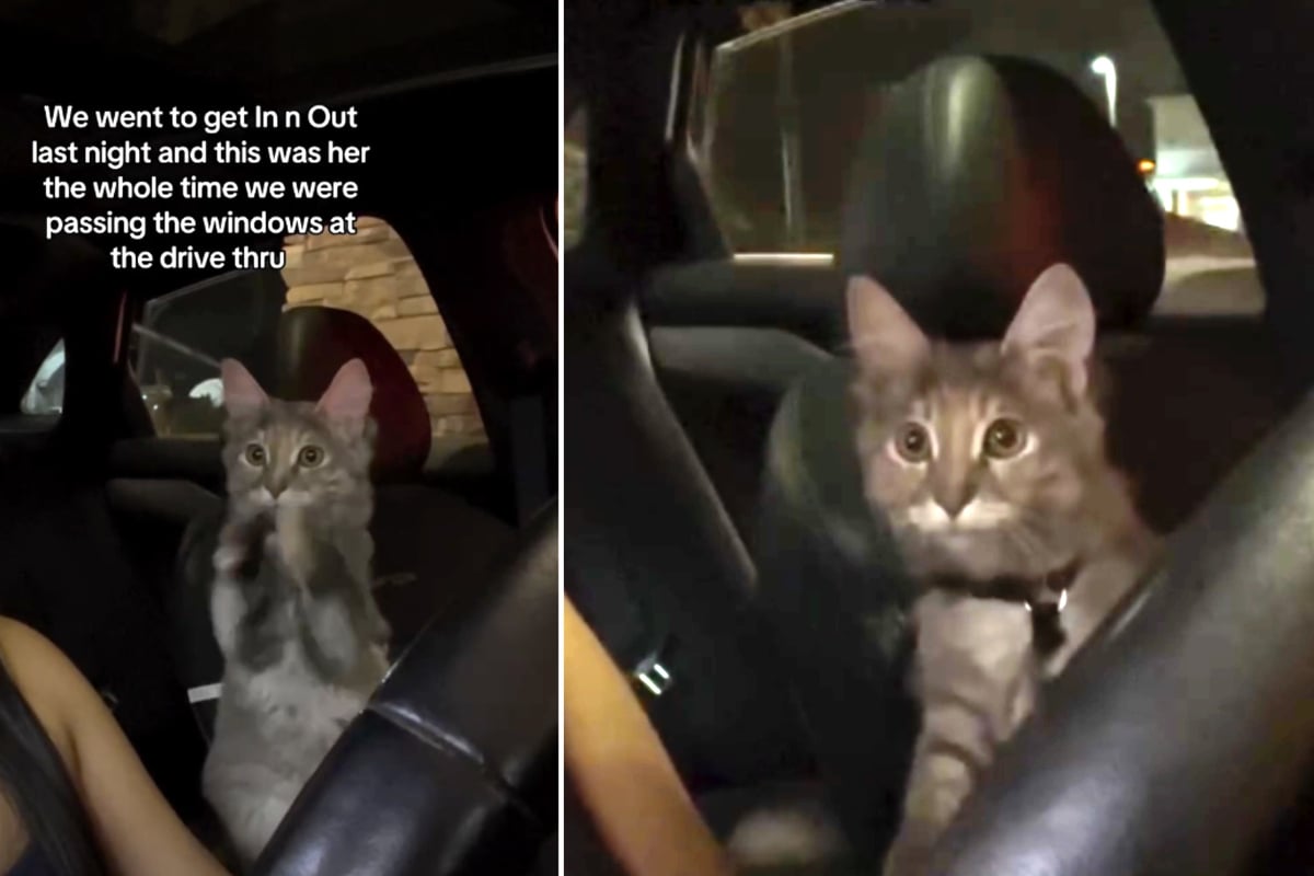 Cat tries to draw attention to herself in the sweetest way at the drive ...