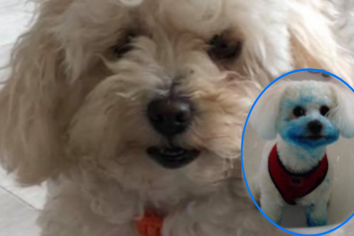 Real life Blue's Clues: woman puzzled by her dog's hilarious Smurf ...