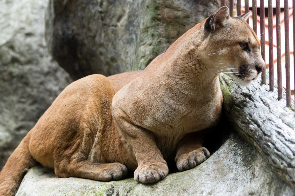 Wild cat in the apartment! Pet cougar is rescued in New York City