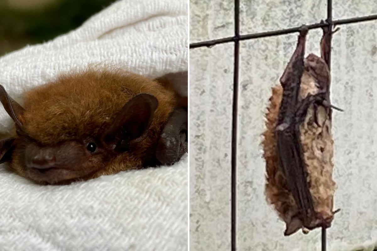 Battered bat gets the help it needs!