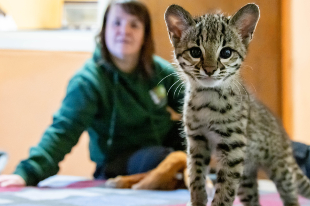 Handaufzucht im Auer Zoo: Kleine Salzkatze trotzt den Lebensumständen
