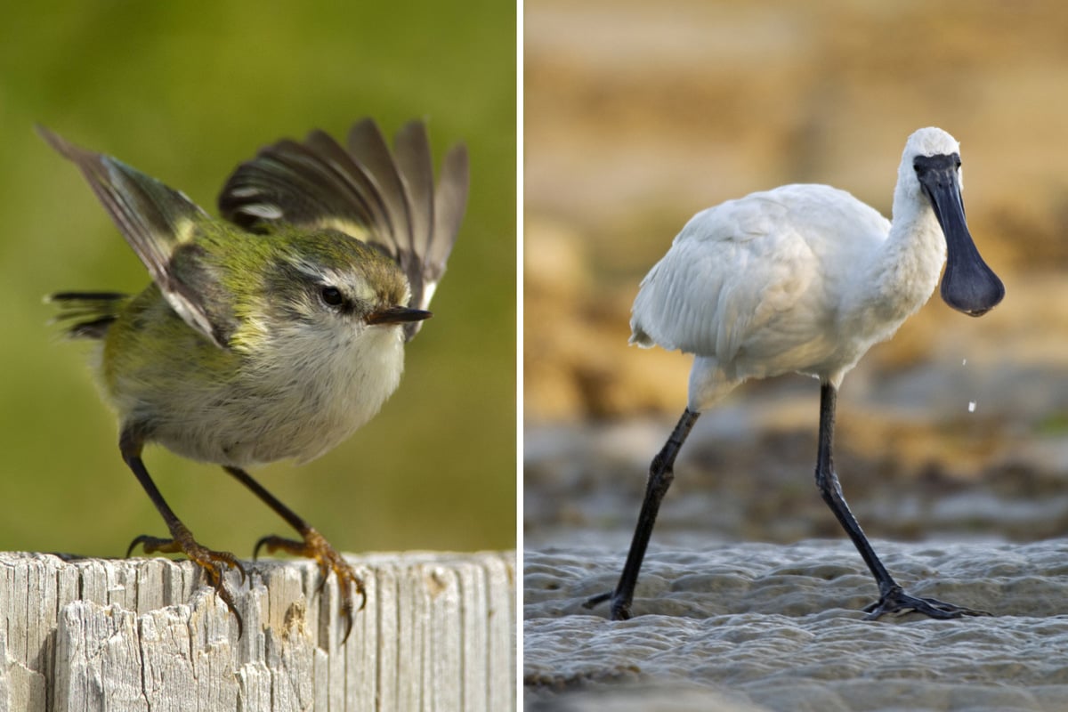 New Zealand's annual bird election takes flight with "underbirds" set ...