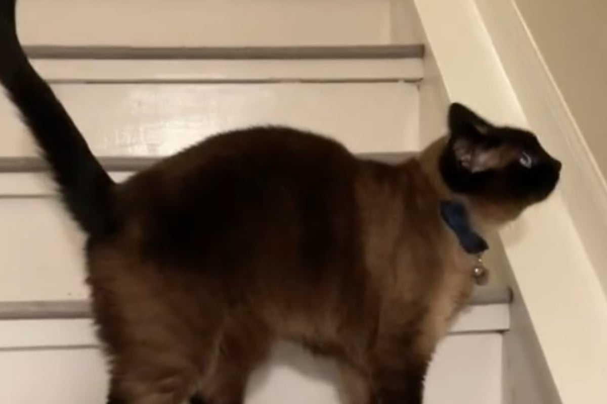 Cat's strange wall-staring leads to startling discovery!