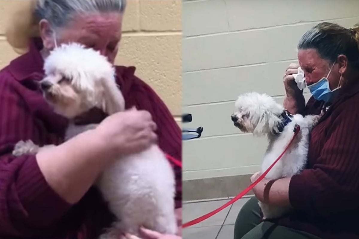 Woman bursts into tears when she sees a little dog: the reason is ...