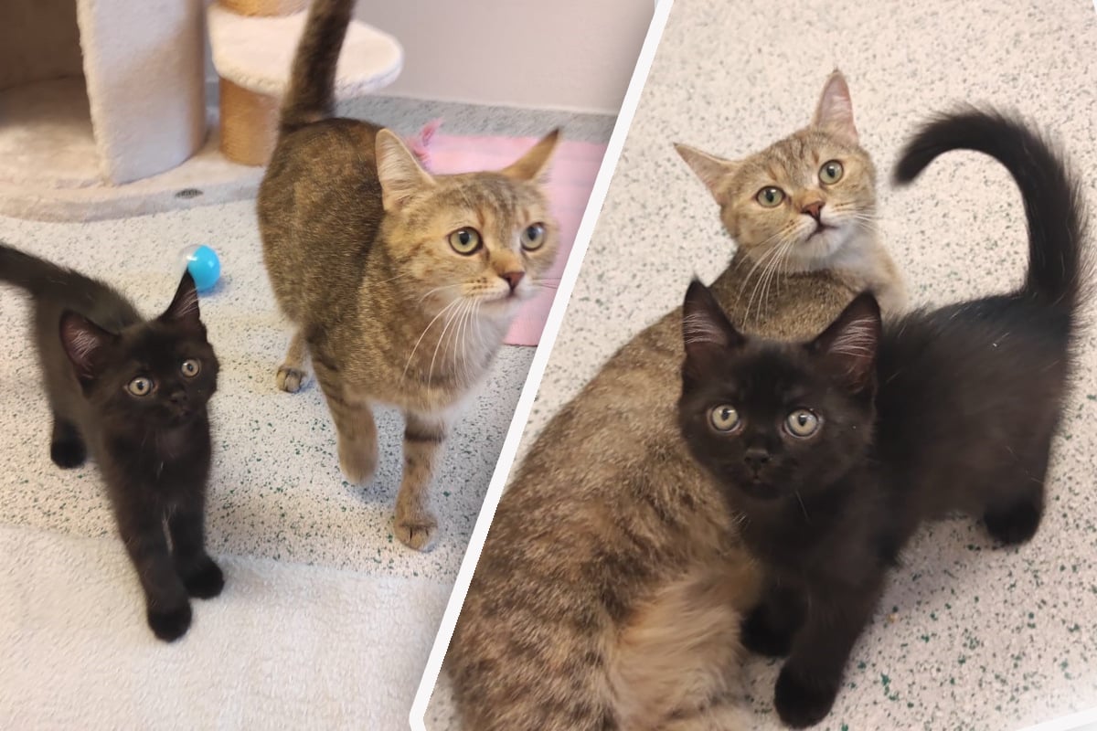 Kätzchen samt Gefährtin abgegeben: Milli und Vanilli hoffen auf zweite ...