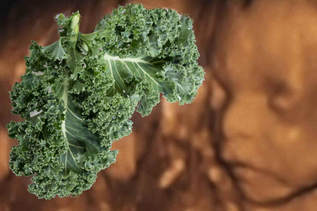 Babies in the womb say boo to the taste of kale according to a new study