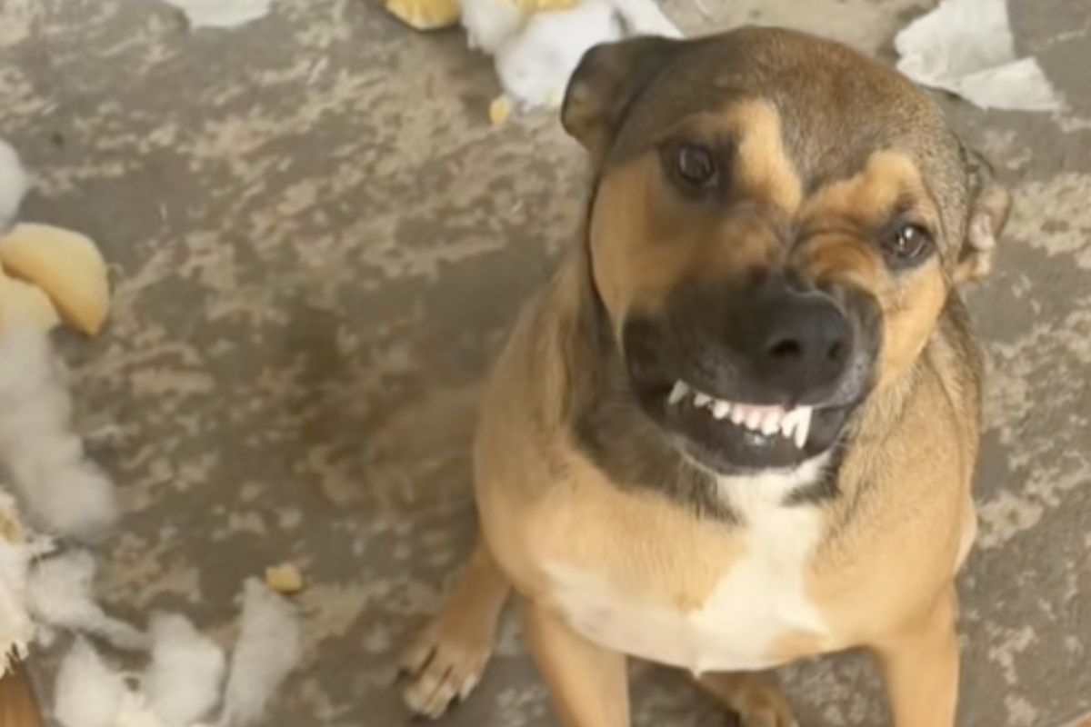 Naughty dog couldn't look guiltier when his mama comes home to find ...