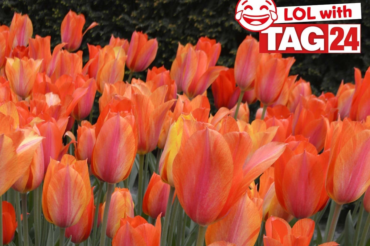 Joke of the Day for April 24, 2025: Spring jokes to make you smile