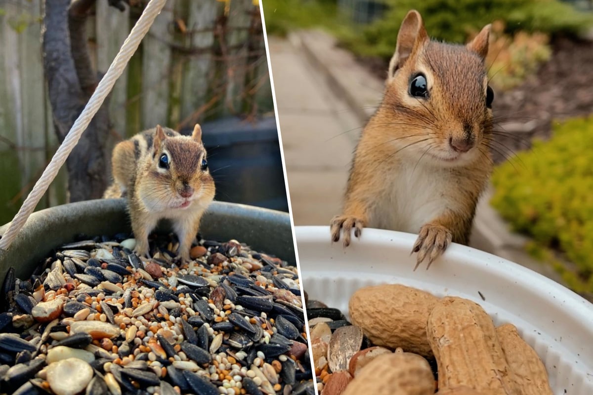 This well-trained chipmunk will do anything for some nuts!