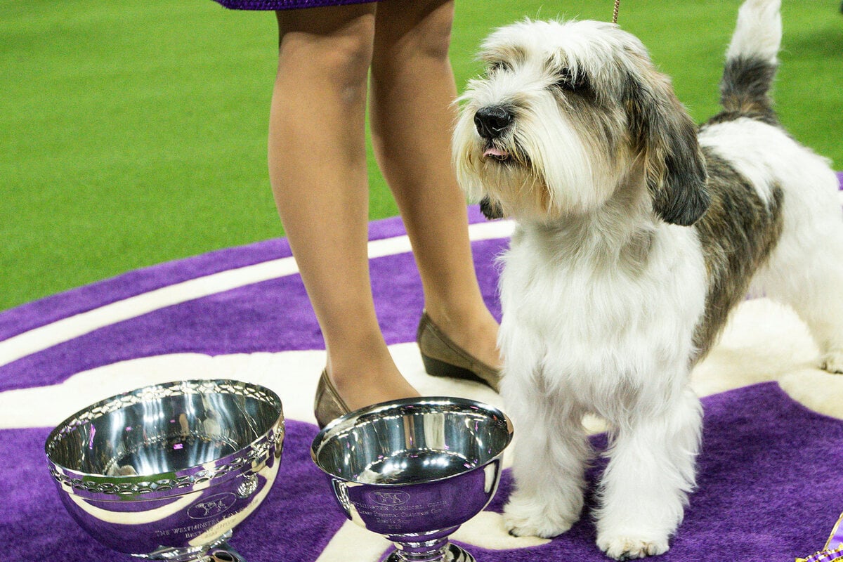 Petit Buddy Holly wins top award at prestigious Westminster dog show!