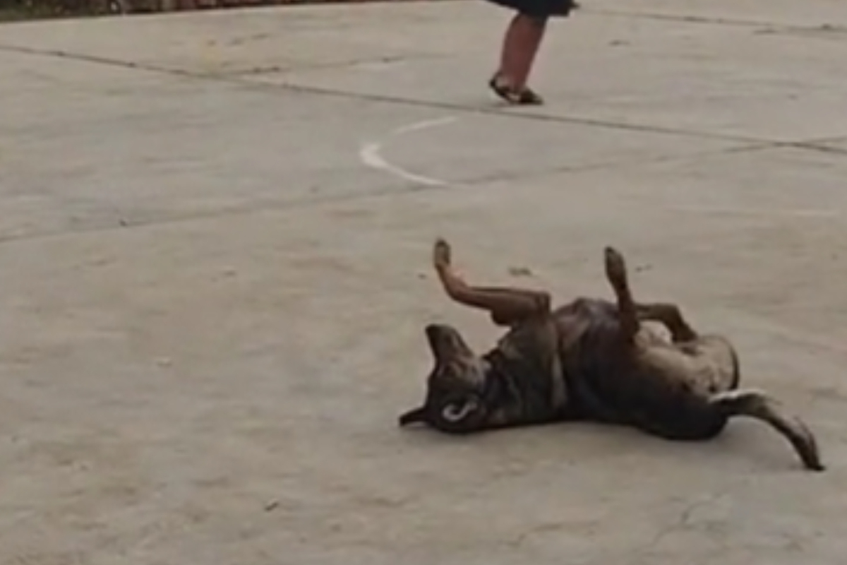 Hund tanzt Breakdance: Tierische Tanzeinlage stiehlt allen die Show!