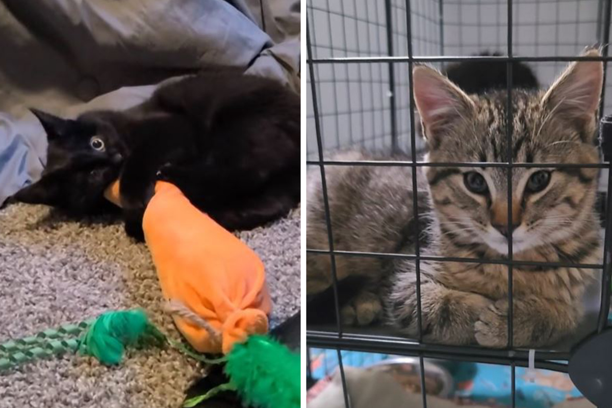 Frau trauert um tote Katze: Monate später erlebt sie eine große ...