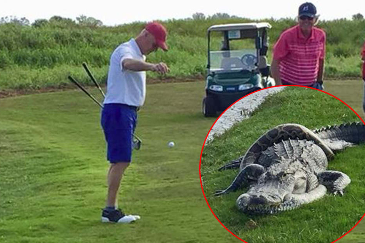 Mitten auf dem Golfplatz: Hier kämpft eine Python gegen einen Alligator