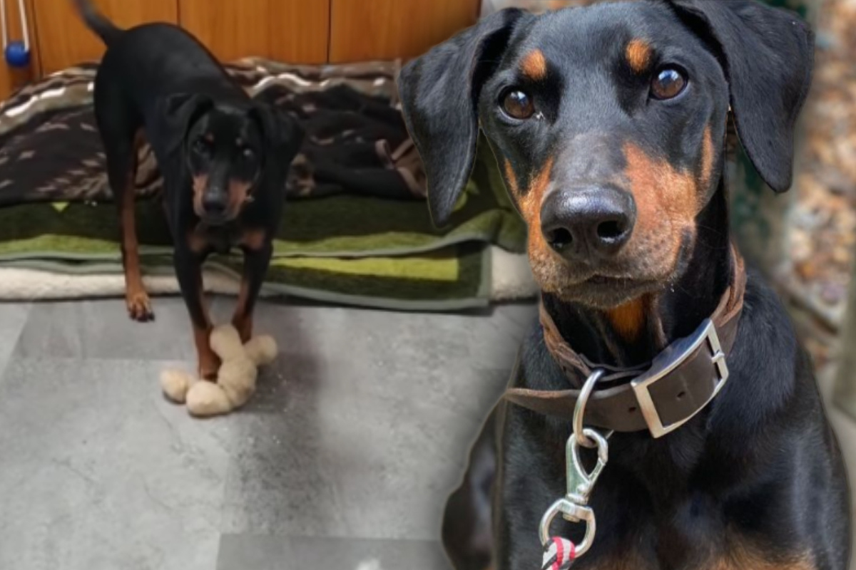 Hund Benji hat ein "mörderisches Hobby", dem schon viele zum Opfer ...