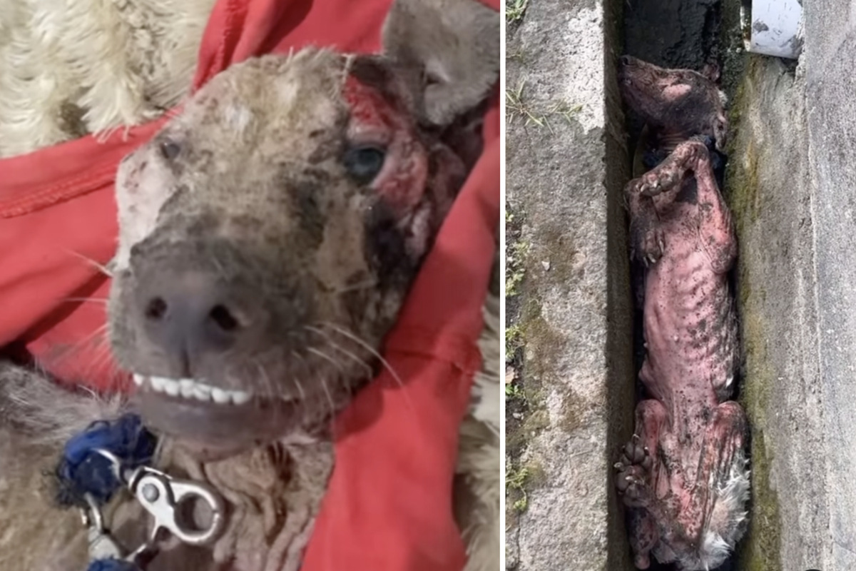 Frau rettet halb toten Hund aus Abwasserkanal: Was dann passiert ...