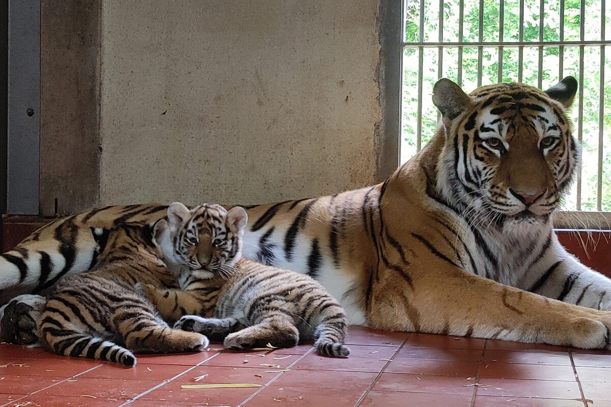 Kölner Zoo: Fast drei Monate alt! So entwickeln sich die Tiger-Babys