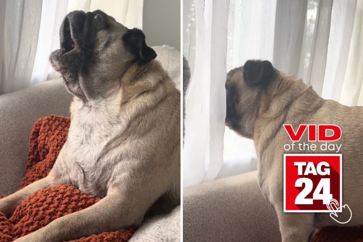 Viral Video of the Day for December 2, 2023: The most dramatic pug ever ...