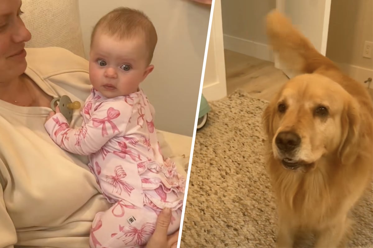 Dog throws epic temper tantrum when he sees baby getting more attention ...