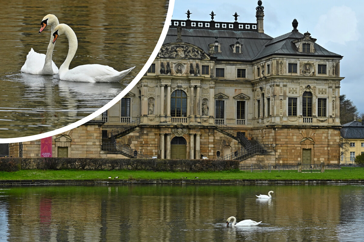 Dresden Weisser Schwan