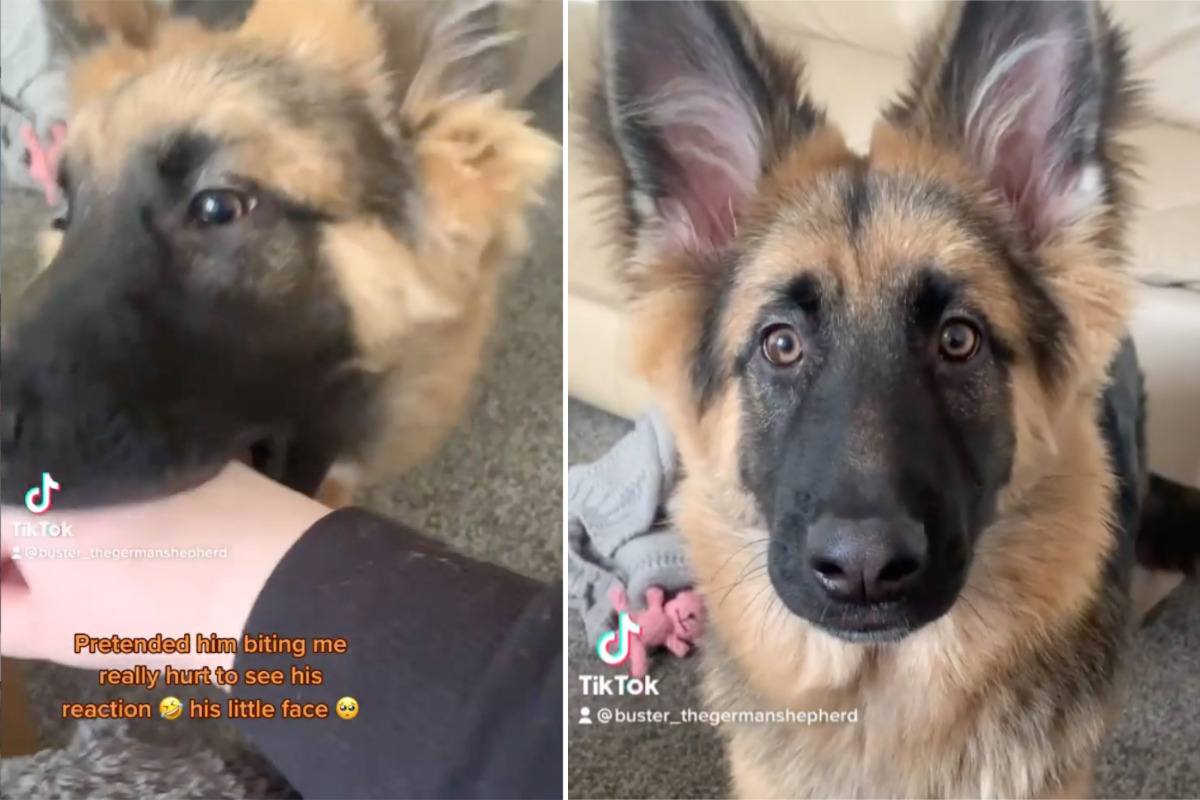 Frauchen tut so, als hätte Hund sie gebissen, seine Reaktion sorgt bei ...