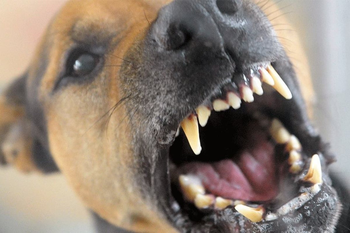 Mann Soll Frau Nach Brutaler Vergewaltigung Zu Sex Mit Hund Gezwungen Haben