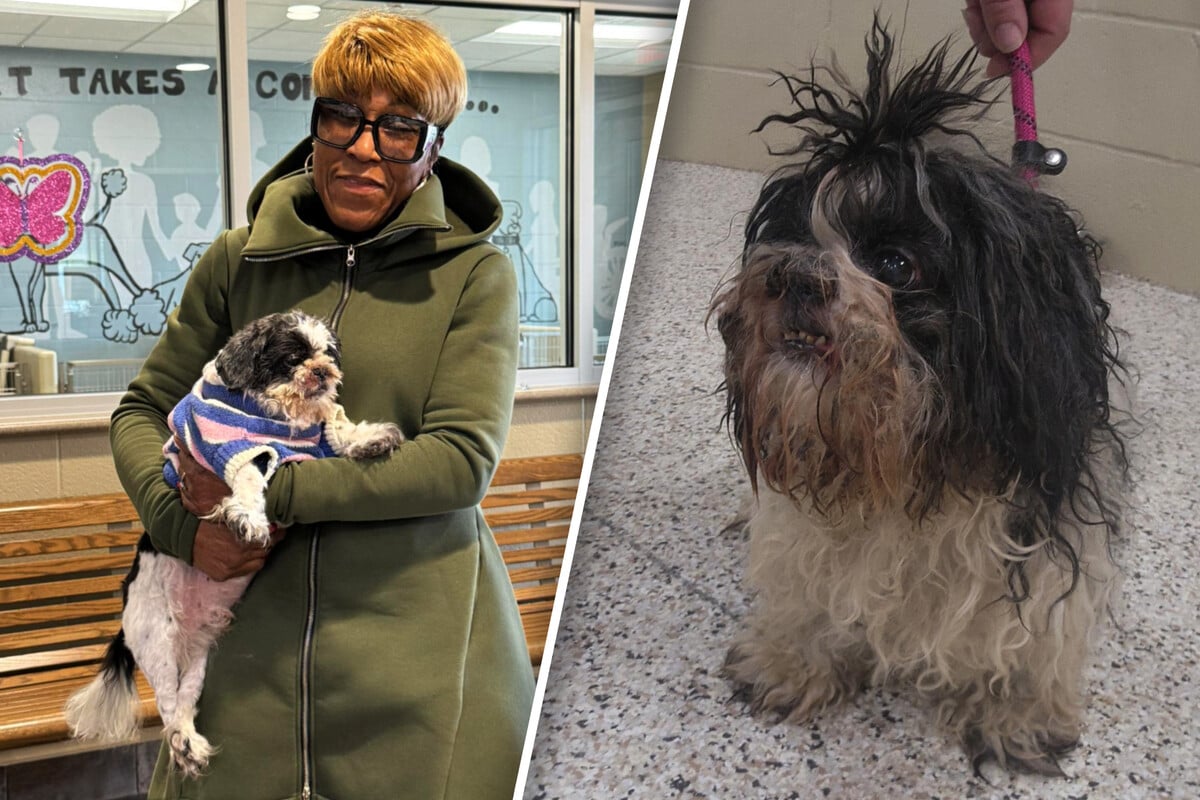 Ohio dog is reunited with his human after going missing for almost a ...
