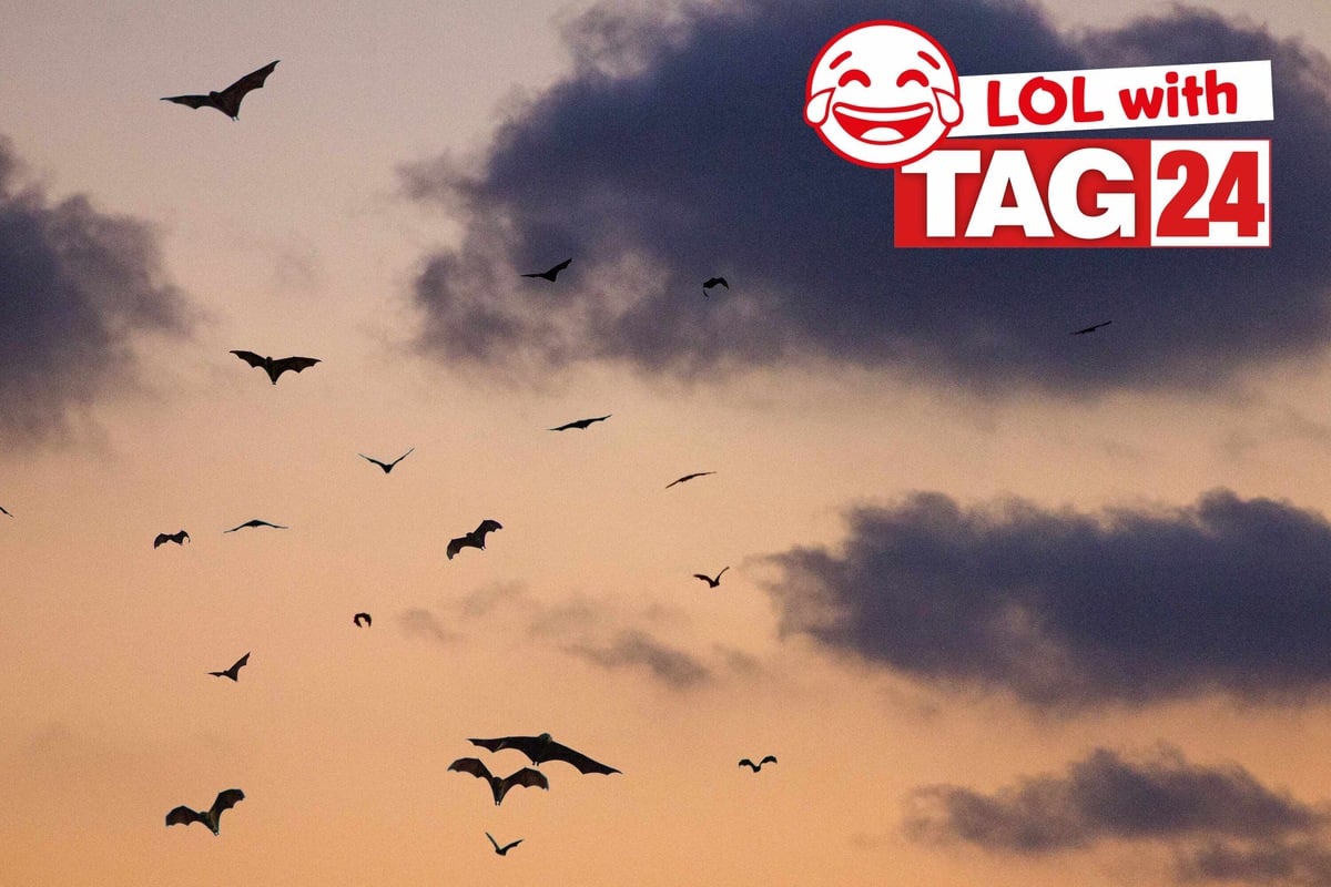 Joke of the Day for April 25, 2024: Get your funny on