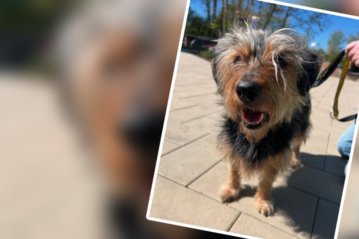 Tierheim Bergheim nach Schock-Diagnose fassungslos: Wieviel Zeit bleibt ...