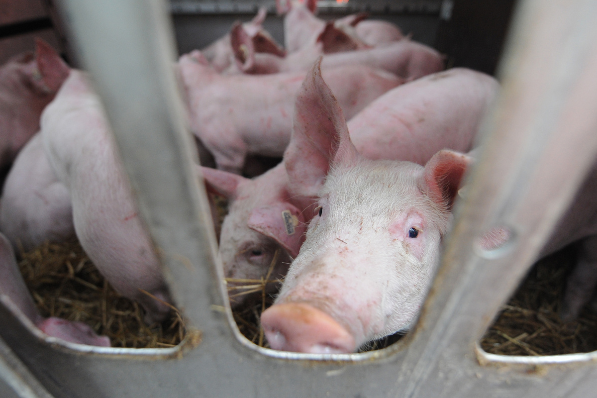 Horror-Tier-Transport auf A6 bei Feucht gestoppt - Hunderte Ferkel ohne ...