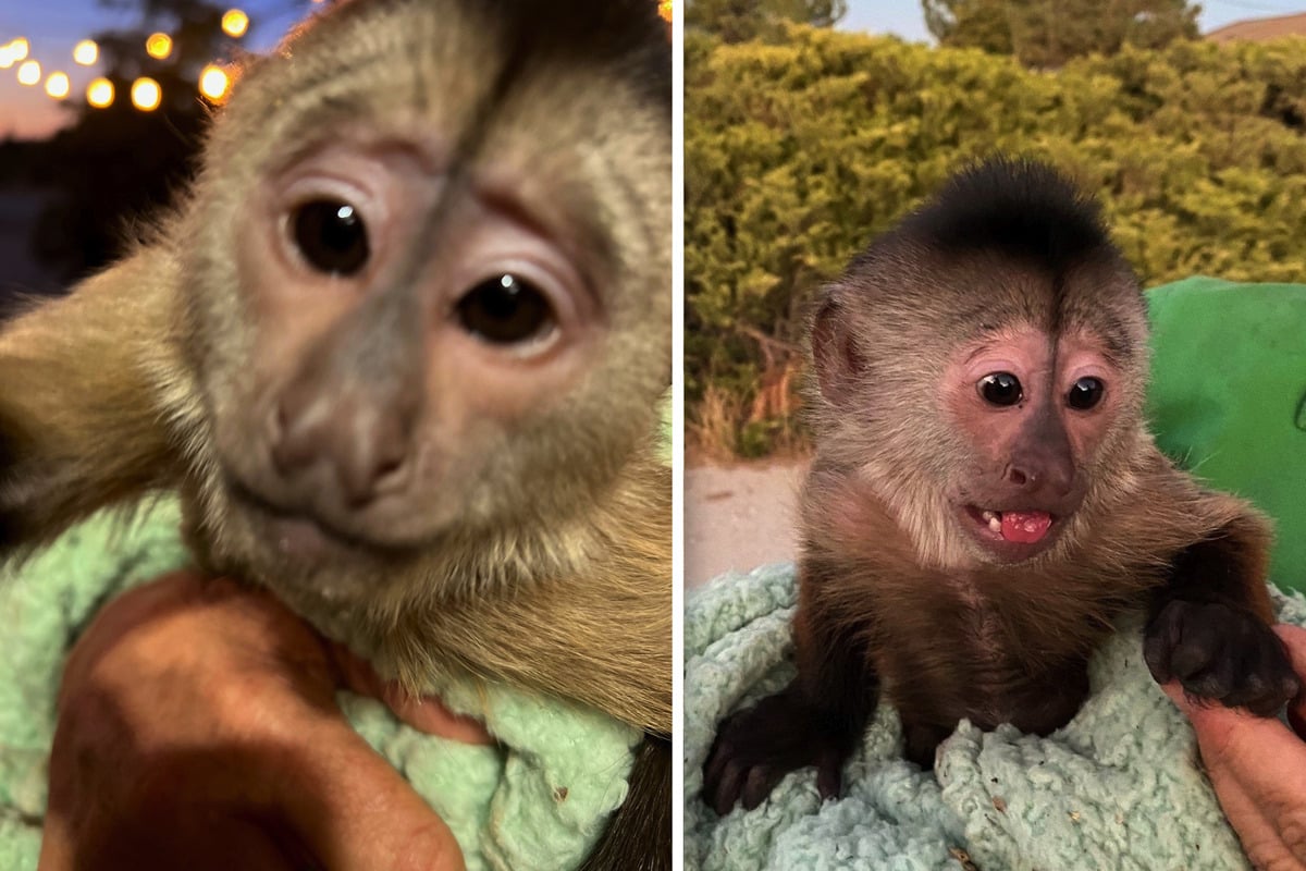 Primate suspect: Monkey calls 911 and becomes suspect in sheriff's ...