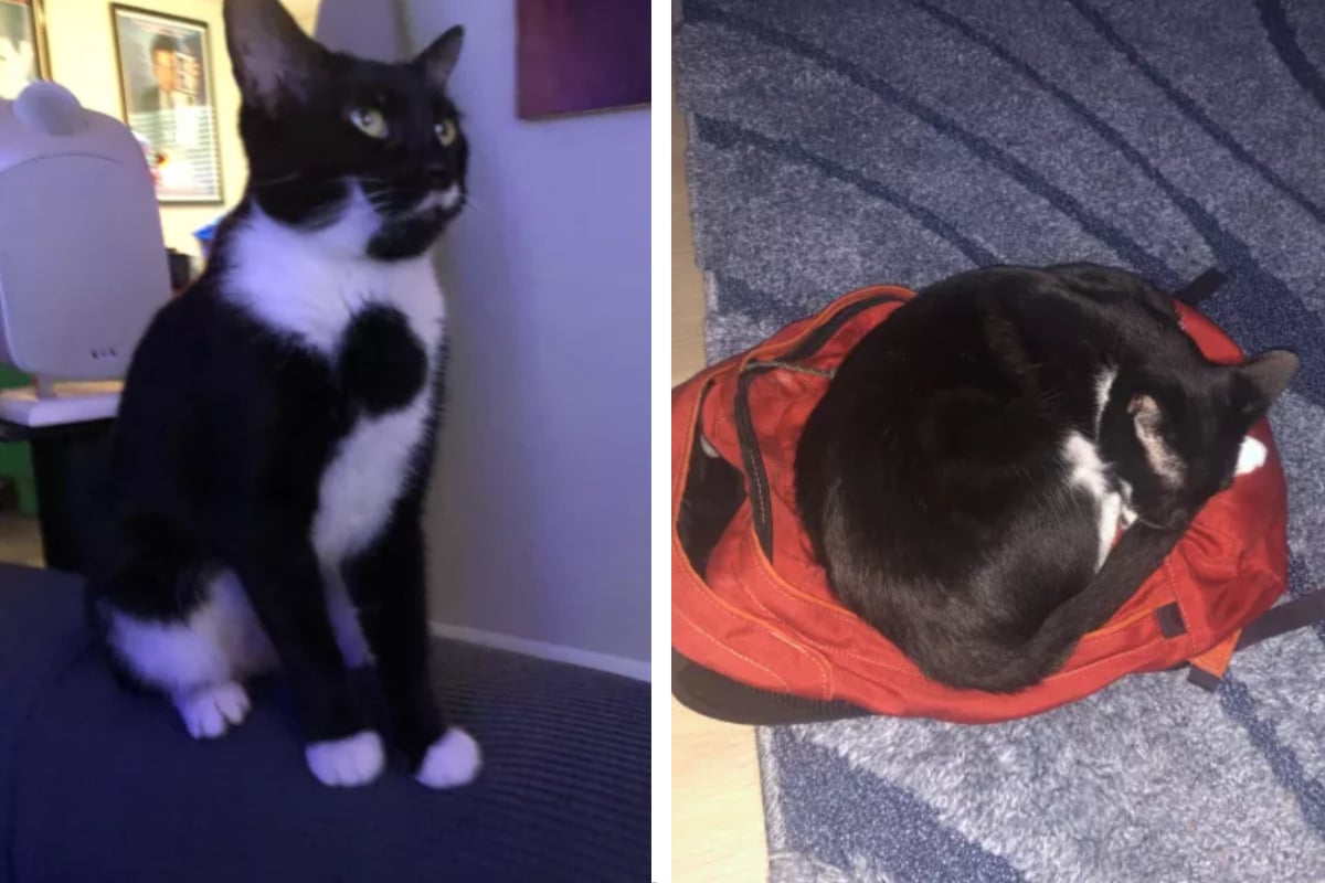 Cat's wild antics while home alone leave owner in shock!