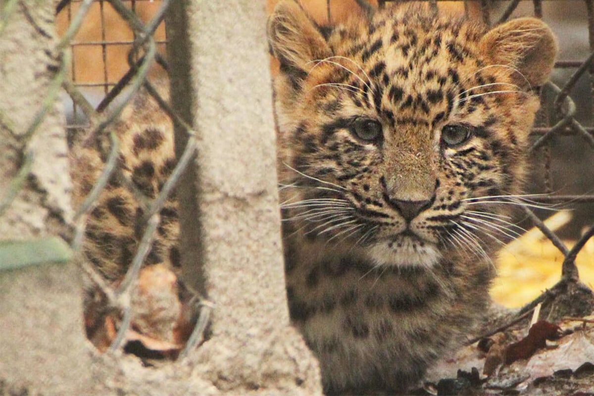 Tierpark Hagenbeck: Deshalb dürfen die süßen Leoparden-Babys nicht für immer bleiben