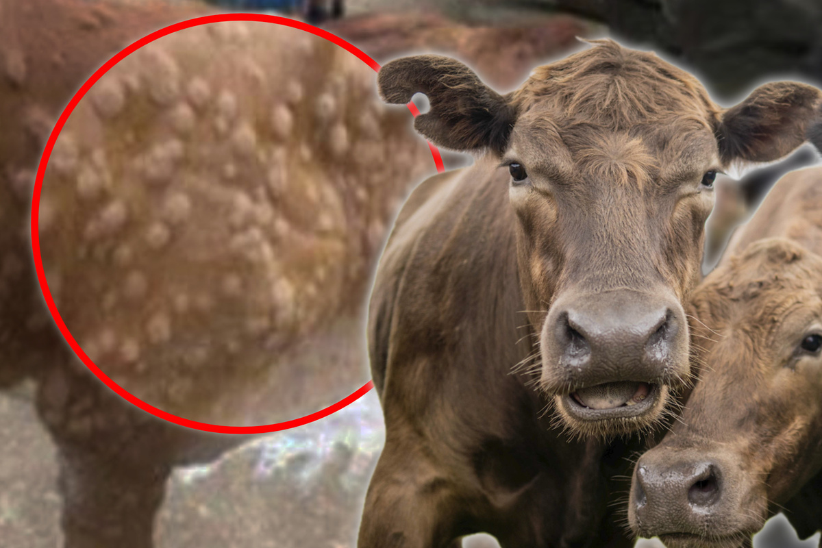 Tierseuche "Lumpy Skin Disease" auf dem Vormarsch: Mücken machen Rinder ...