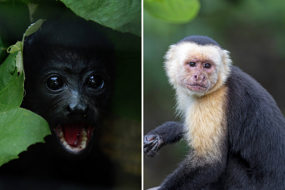 Capuchin monkeys' bizarre new habit of kidnapping babies of other ...