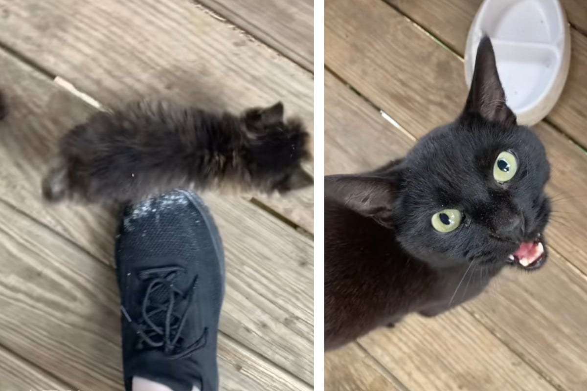 Owner of two male cats is speechless when suddenly there are mystery ...