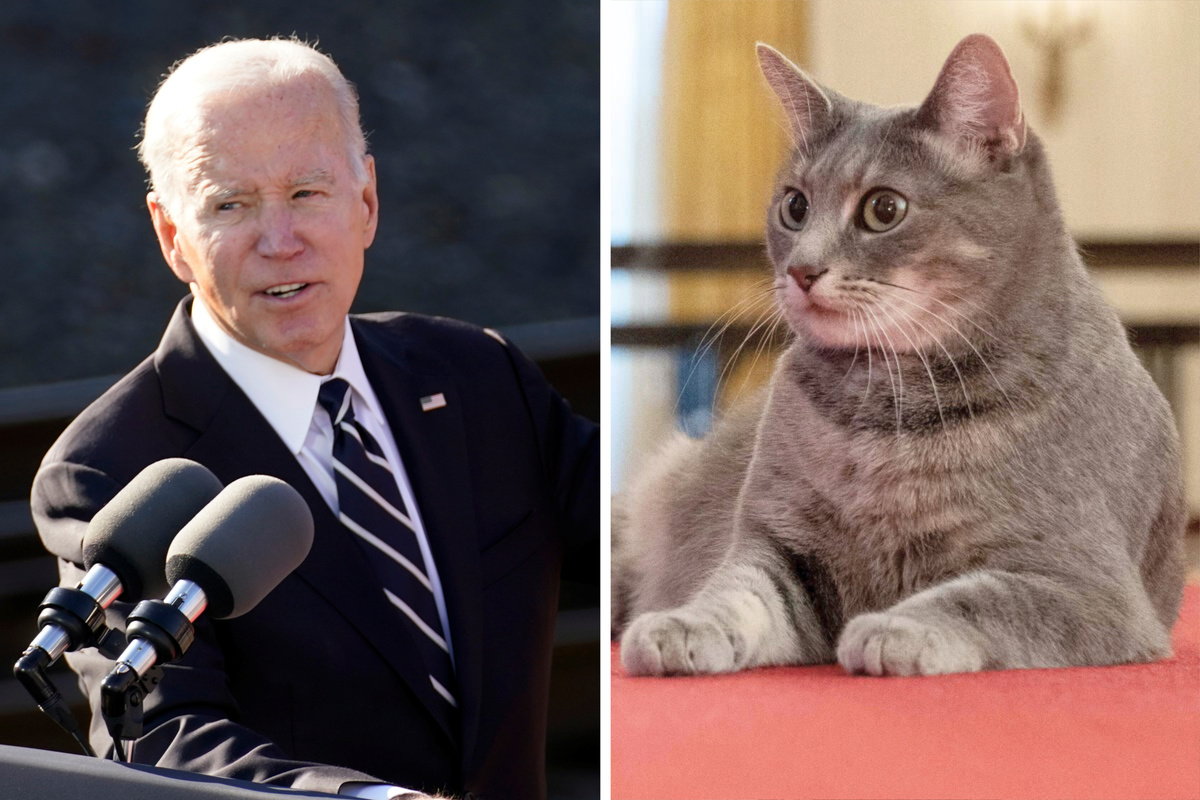 Joe Biden: Der Ort, an dem die Katze des Präsidenten am liebsten ...