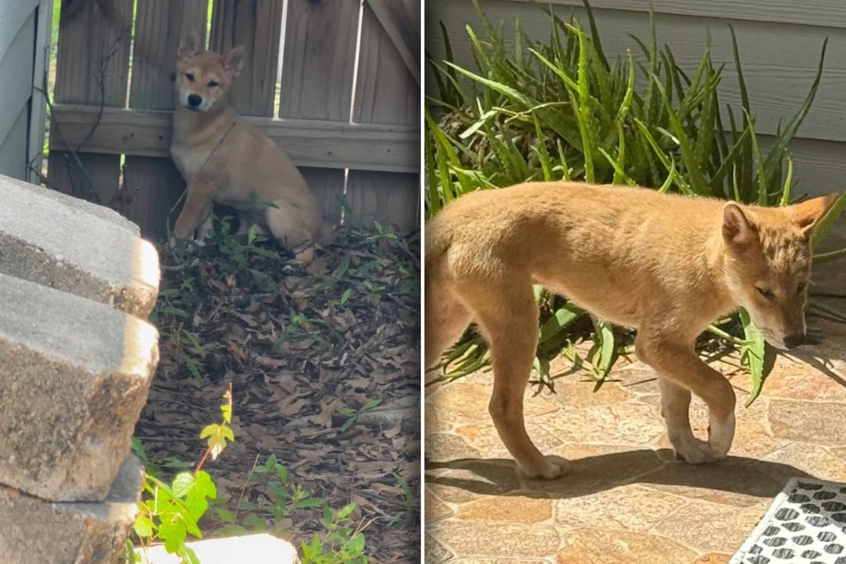 Woman sees "coyote" dog hanging out in her yard – the truth changes her ...