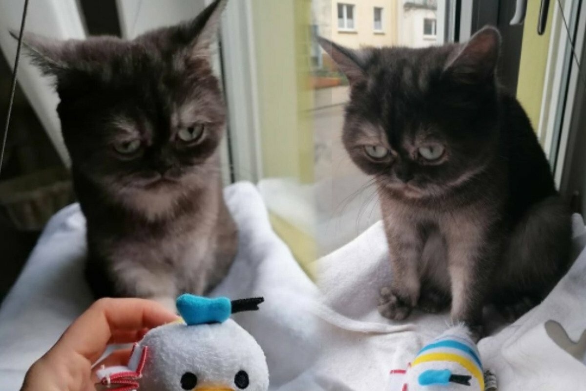 Grumpy kitty with a heart of gold finds her forever home