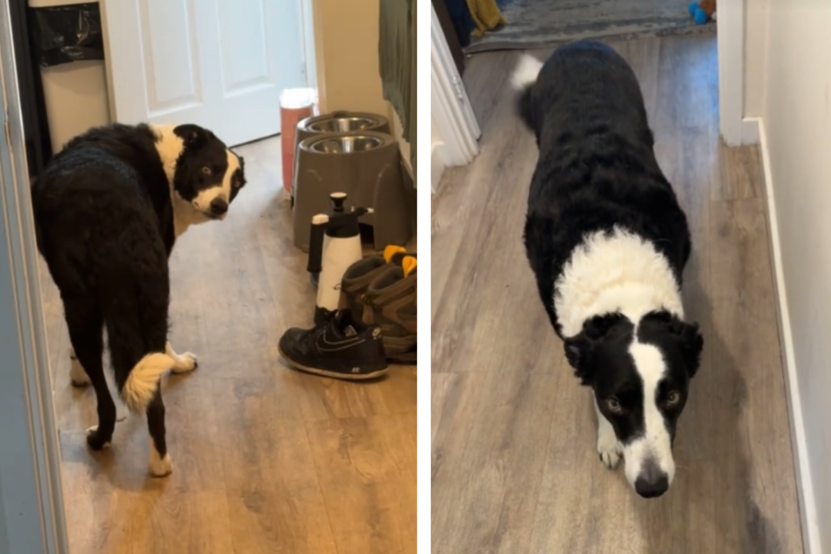 Dog gives owner guilty look when he returns – what did Rollo get into?