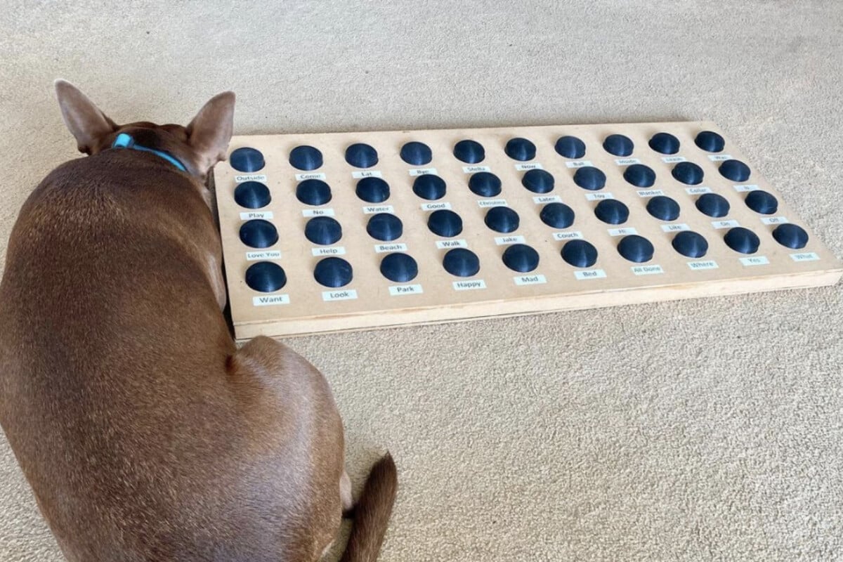 Look who's talking! Dog communicates with his owners through amazing device