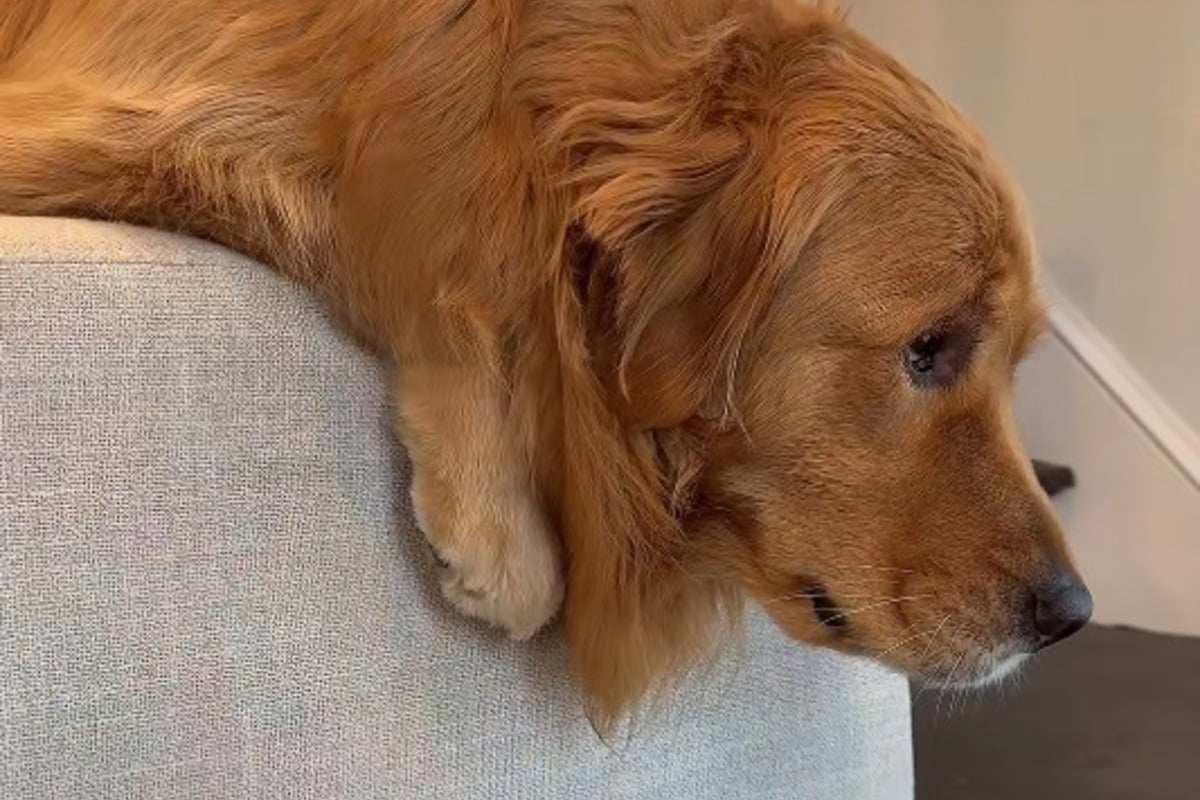 Overdramatic dog has adorably devastated reactions to minor inconveniences