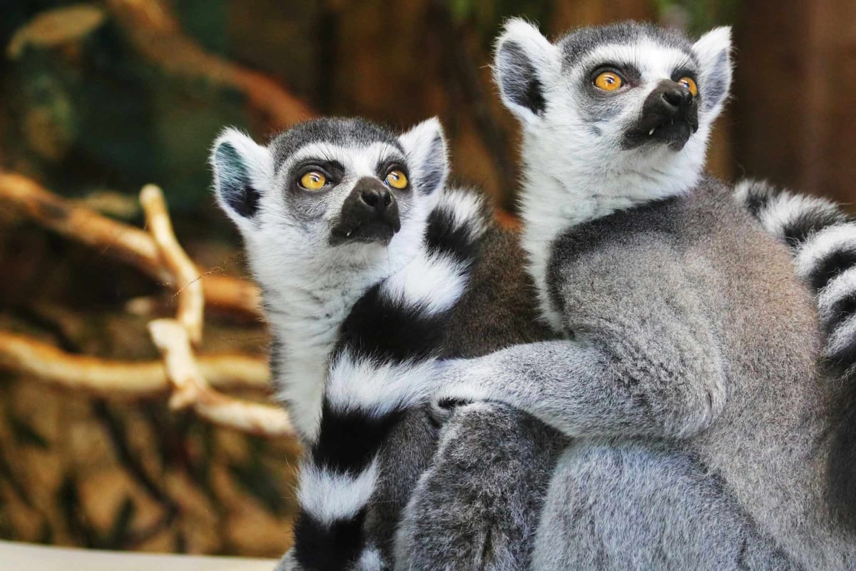 Myth busted! Alpha males are actually rare in the world of primates ...