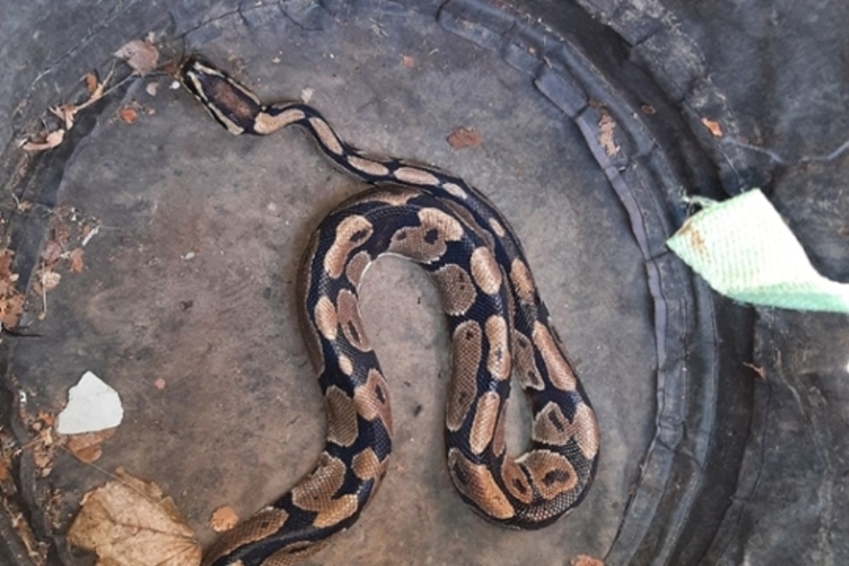 Würgeschlange in Glauchau gefunden: Was macht diese Python am ...