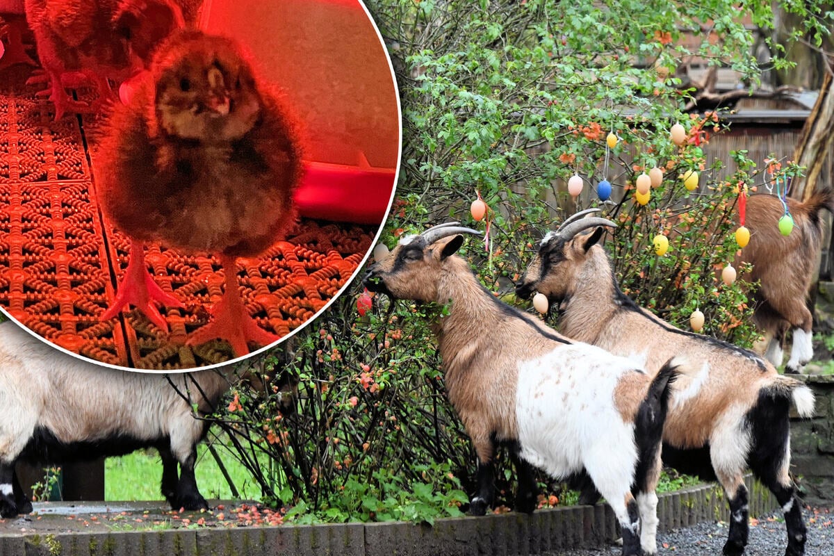 Rotlichtmilieu und Überfall auf Osterbusch in sächsischem Tierpark