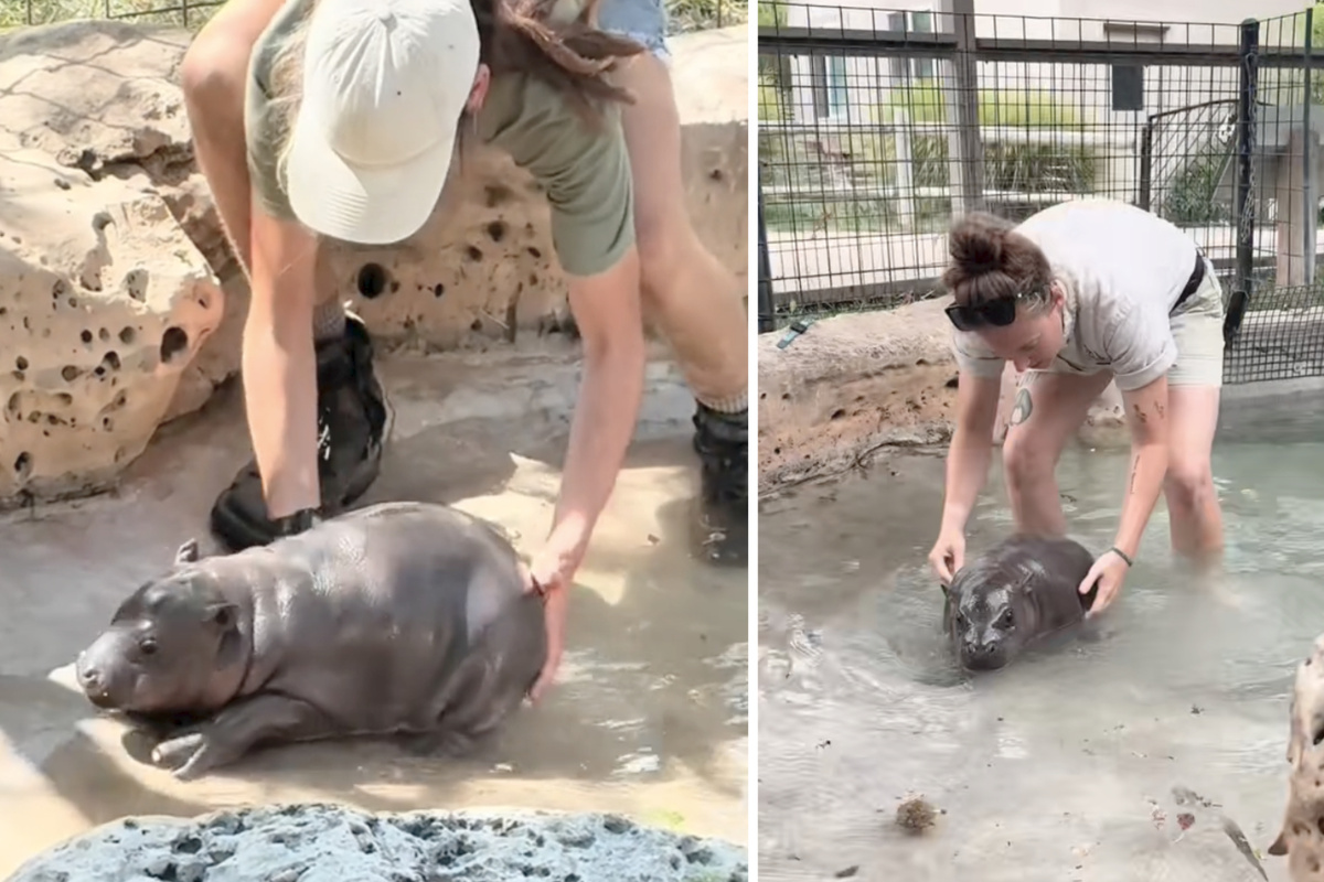 Stures Nilpferd-Baby Mars fordert täglich seine Pflegerin heraus