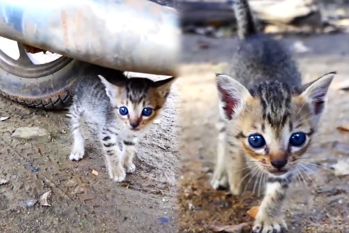 This little kitten got the helping hand she desperately needed