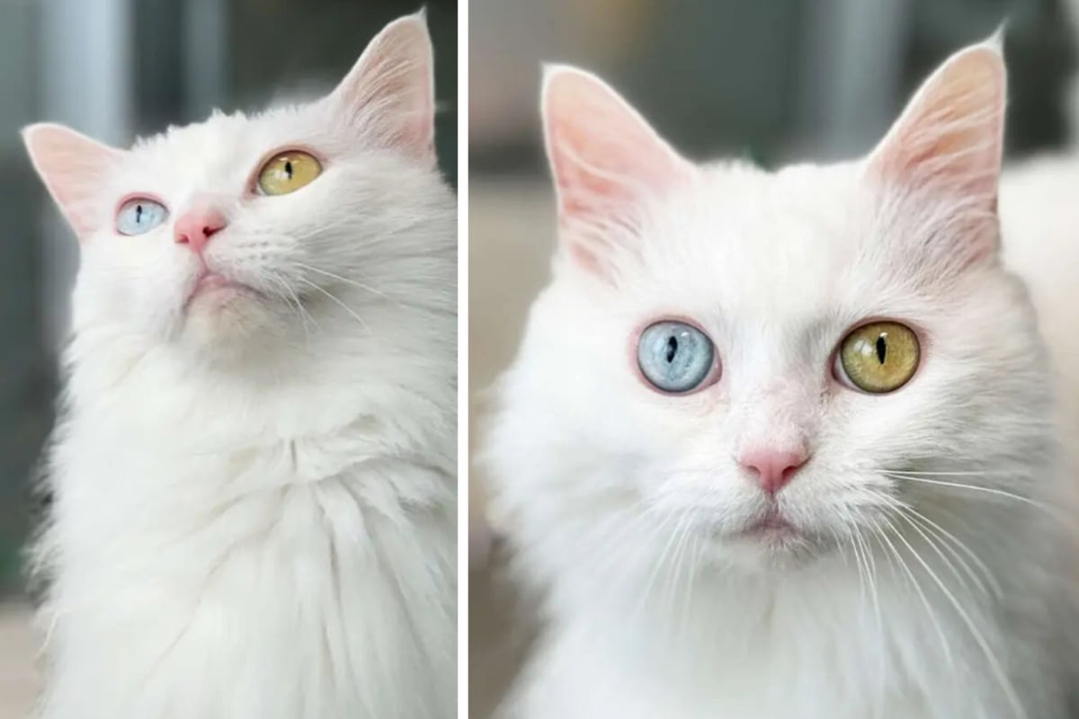 Tabea ist eine seltene Türkisch Van: Wer schenkt der bildhübschen Katze ...